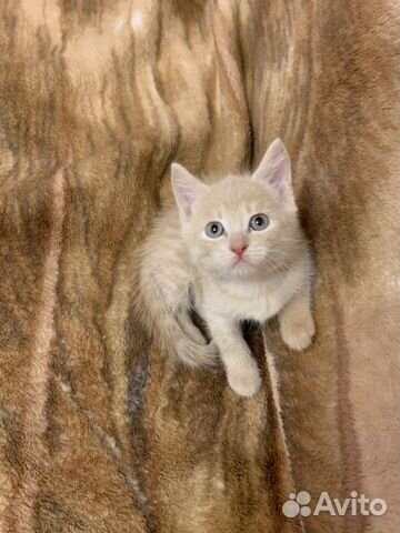 Шотландский котёнок