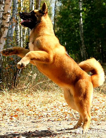 Щенки американской акиты