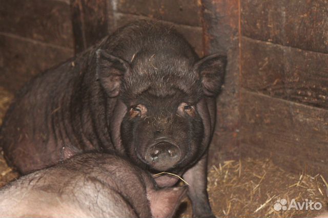 Свинья. Хряки. поросята