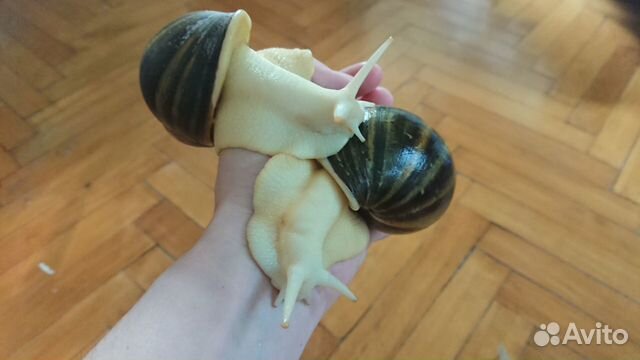 Улитки архахатины альбиносы