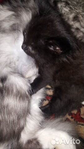 Отдам котят в хорошие руки бесплатно, девочки, куш