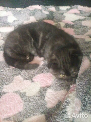 Пропал котенок в районе Московского вокзала. Ребен