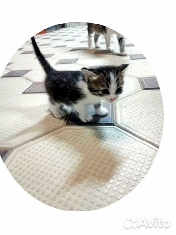 Отдам Хорошеньких котят