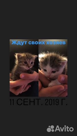 Милые котятки
