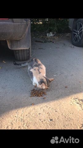 Кошка в хорошие руки