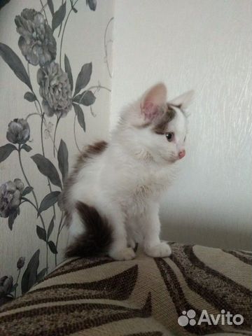 Котенок