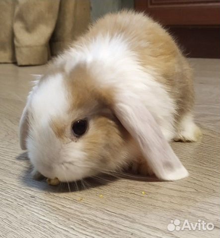 Декоративные Вислоухие кролики