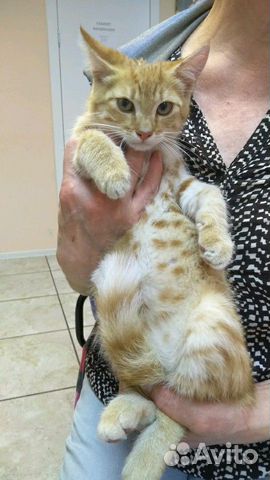 Рыжий шикарный кот 5 мес в дар