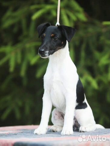 Сука гладкошерстного фокстерьера