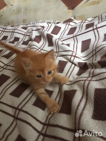 Отдам котёнка