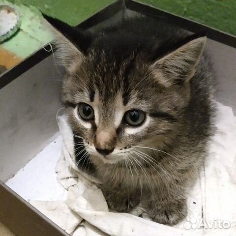 Котёнок(мальчик) в добрые руки