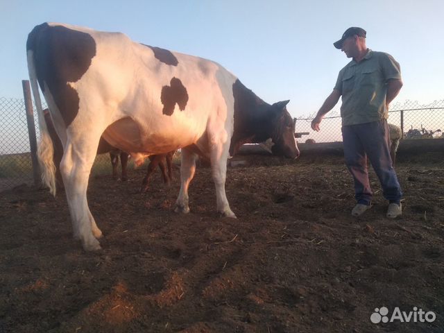 Продам племенного быка