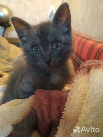 Котенок в добрые руки