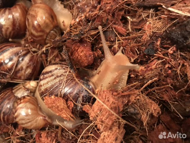 Улиточки Ахатинки