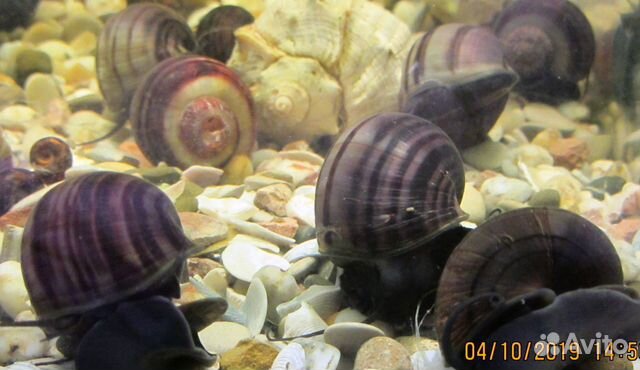 Ампулярии цветные