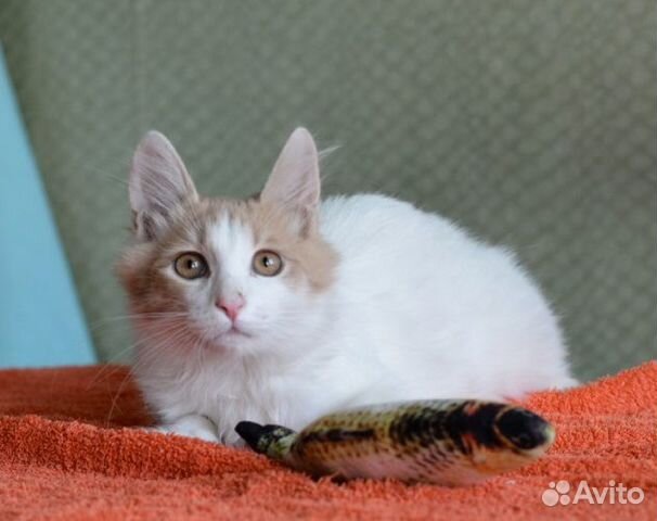 Очаровательный пушистик