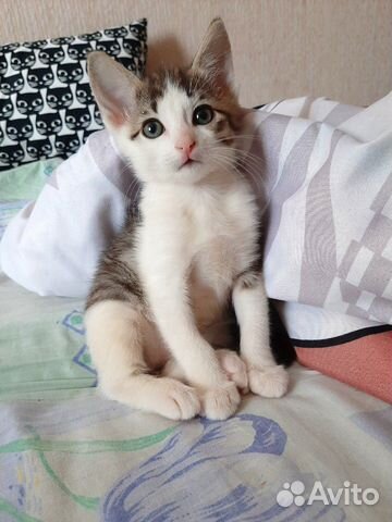 Маленькая девочка ищет хозяев