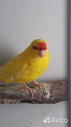 Хотелось бы поменять мальчика на девочку