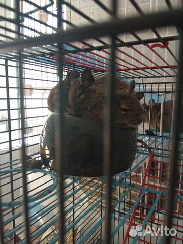 Дегу (Чилийские белки)