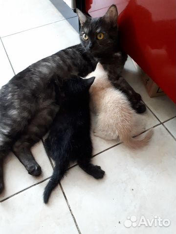 Котик