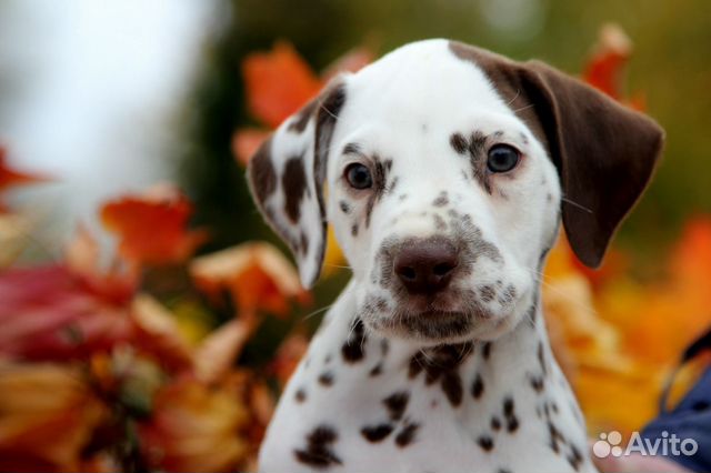 Щенок далматина, мальчик
