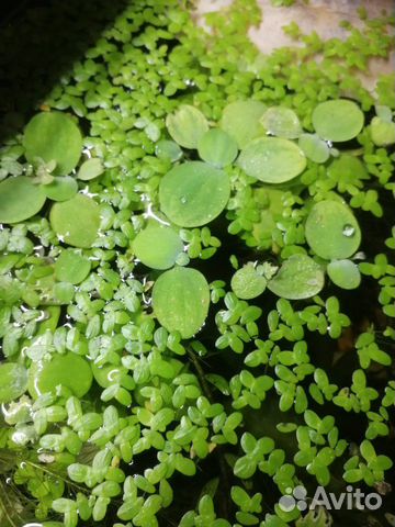 Пистия и ряска