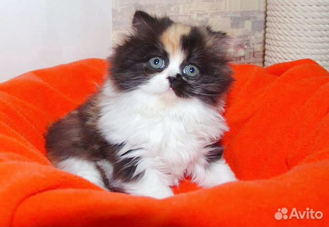 Шотландская матрешка