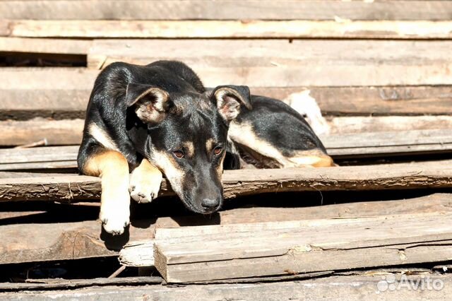 Малыш в дар