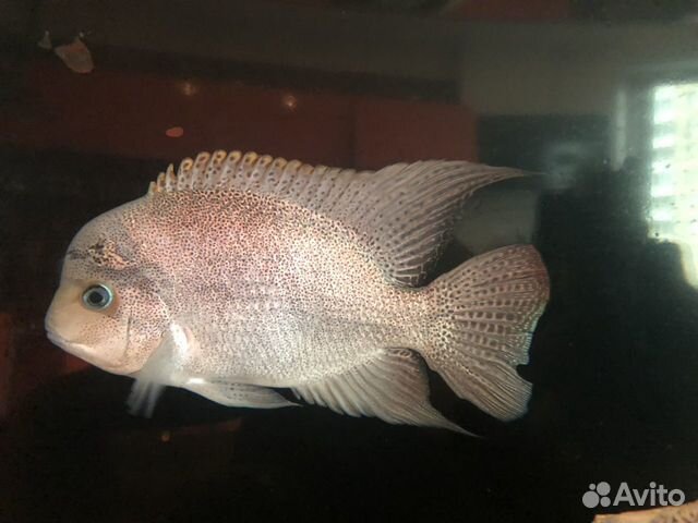 Цихлида Въеха Аргентия