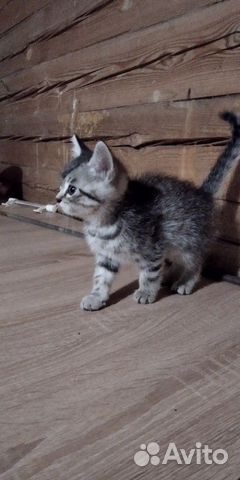 Мальчик полушотландец, 2 мес