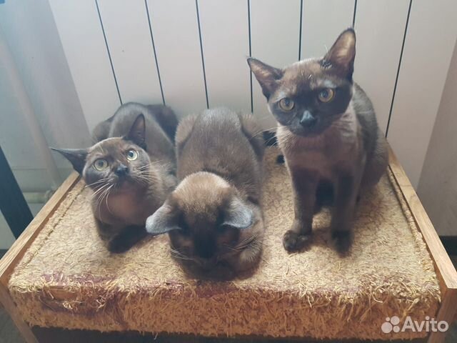 Котята Бурмы
