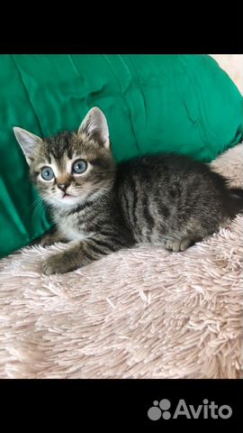 Ищу доброго любящего хозяина для котенка