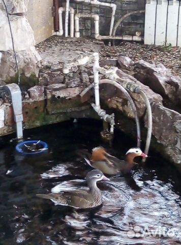 Декоративные утки