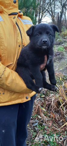 Букет из милашек в надежные руки