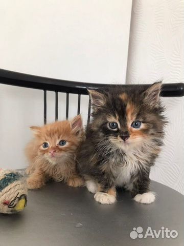 Сибирские котята 2мес мальчик и девочка в дар