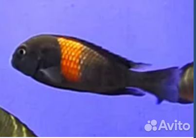 Аквариумная рыба Трофеус