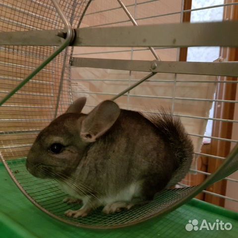 Шиншилла+клетка,все комплектующие