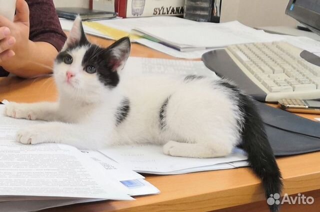 Котенок Борька