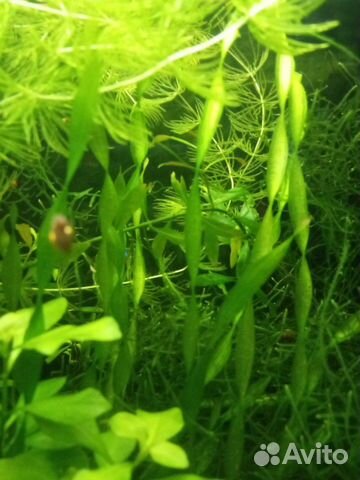 Валиснерия спиральная