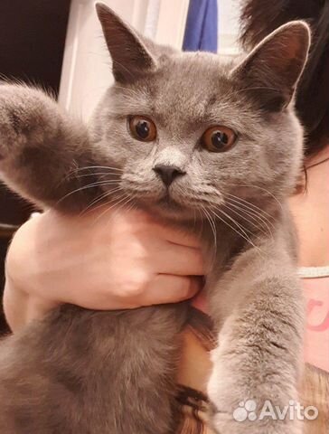 Найден котик британец