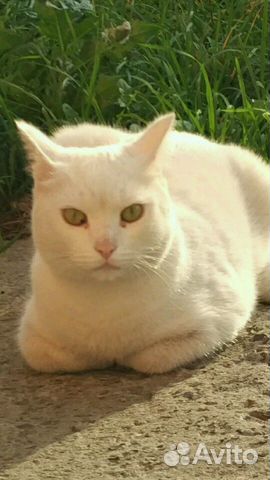 Кот в добрые руки