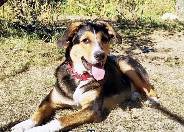 Девочка лейла ищет дом