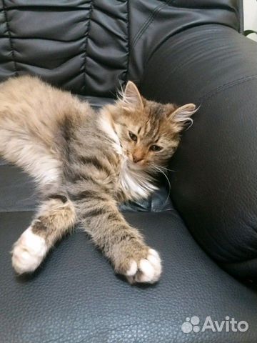 Котик