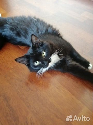 Меркуша котенок