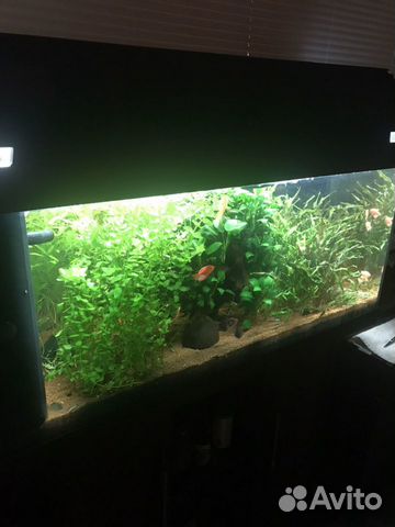 Аквариум с рыбками