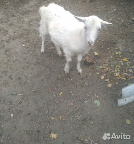 Козочки, ослик