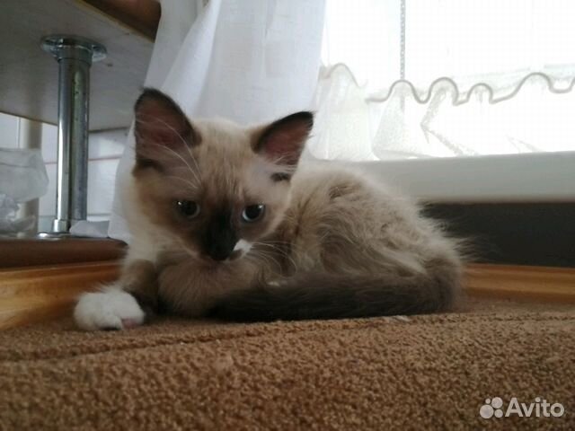 Сладкий пирожок