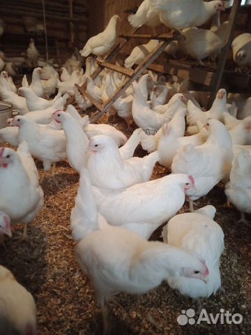 Куры молодки, гуси