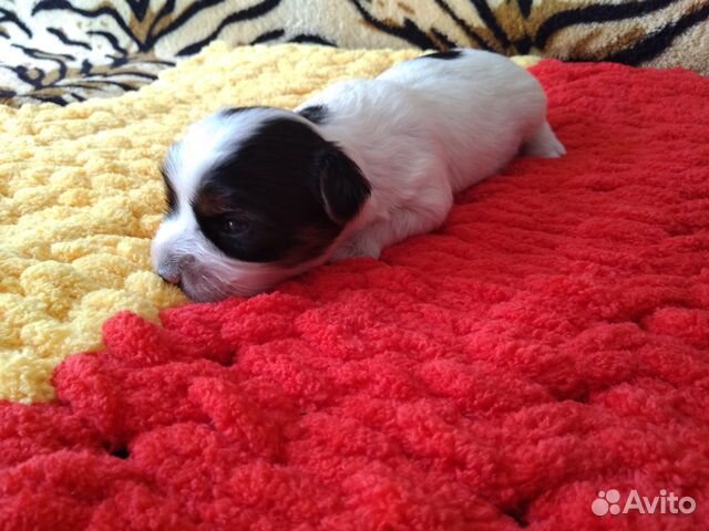 Щенок бивера