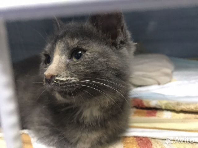 Котёнок черепаховый 1,5 месяцев